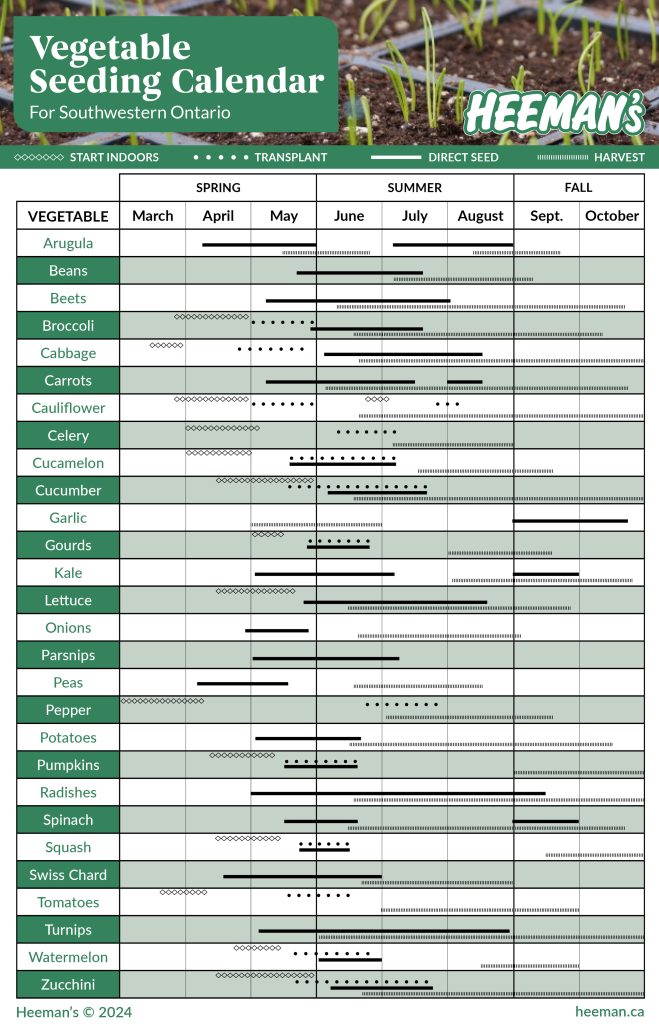 Planting Date Chart For Vegetables The Vegetable Garden In July